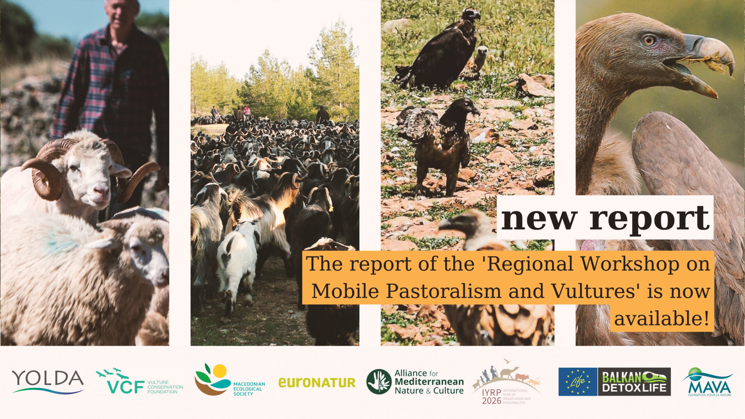 Regional Workshop on Mobile Pastoralism and Vultures Report - Yolda