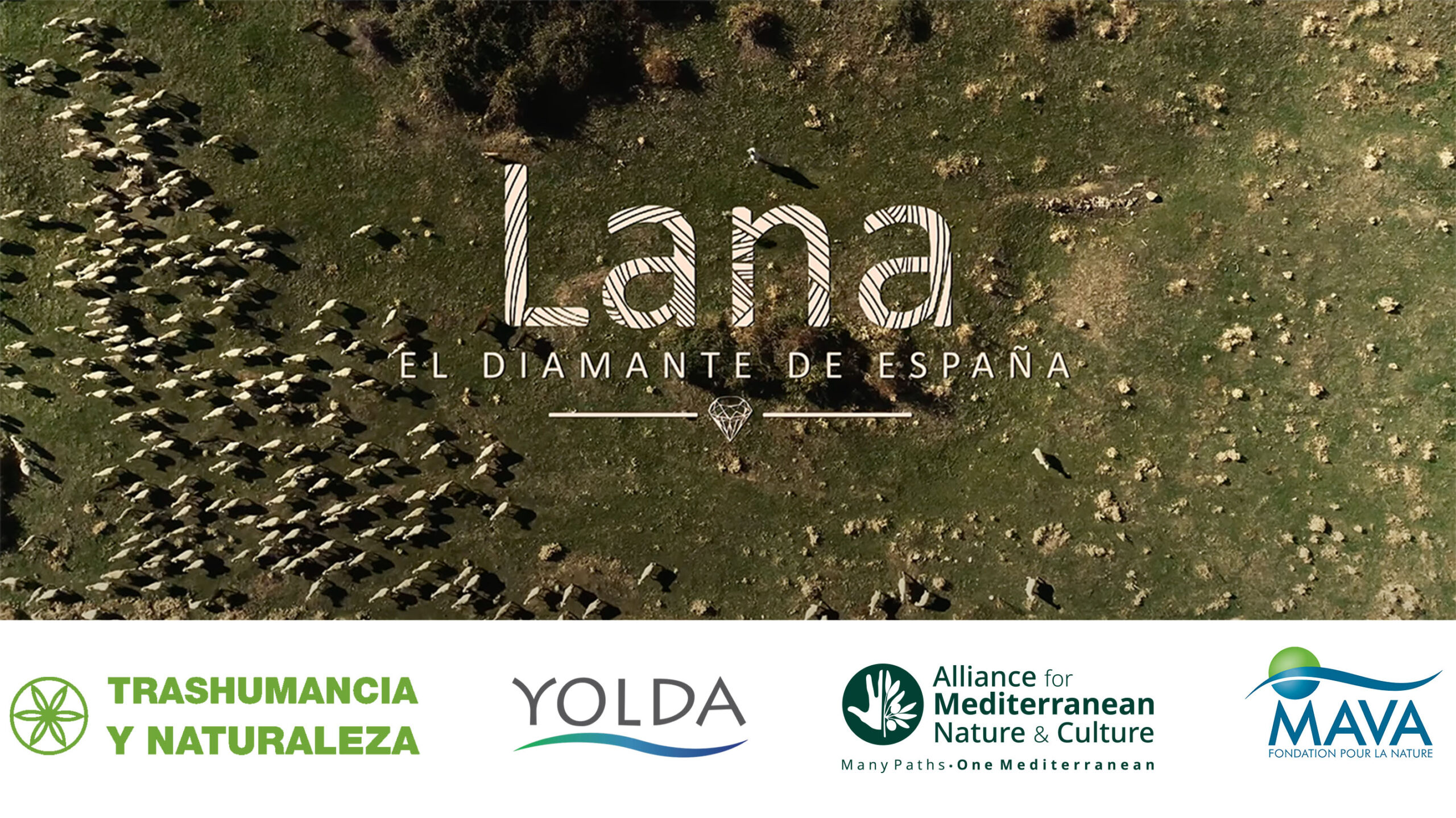 Wool: The diamond of Spain - Yolda